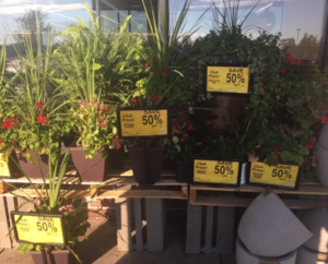 Plants for Up To 50% Off at Safeway - Super Safeway